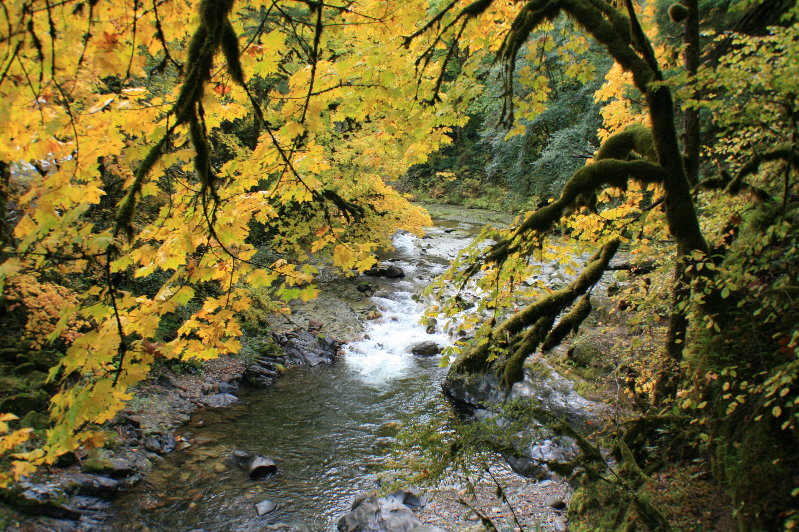 USFS Sweet Home Ranger District – Fernview Group Campground | Linn ...