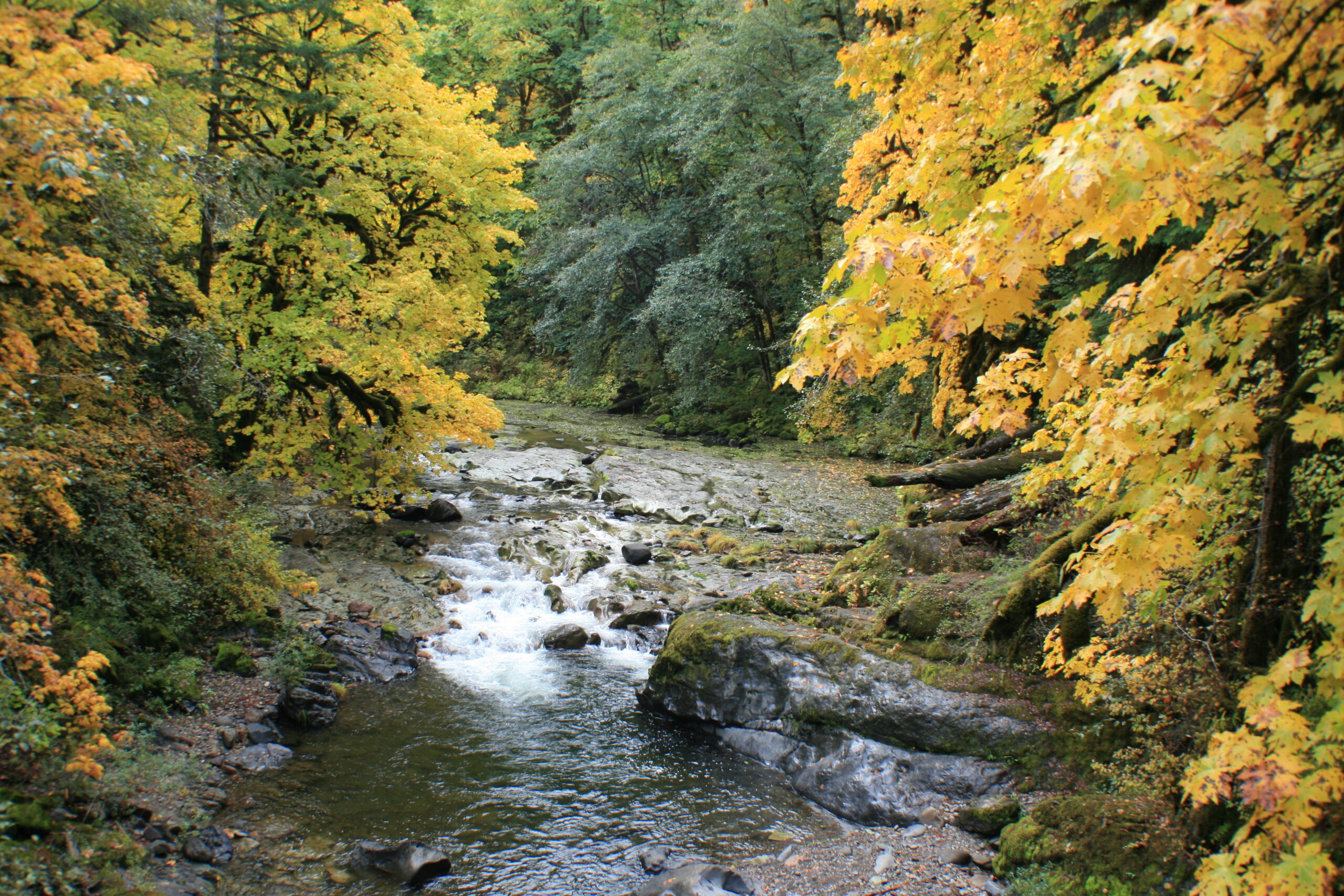 USFS Sweet Home Ranger District – Fernview Group Campground | Linn ...