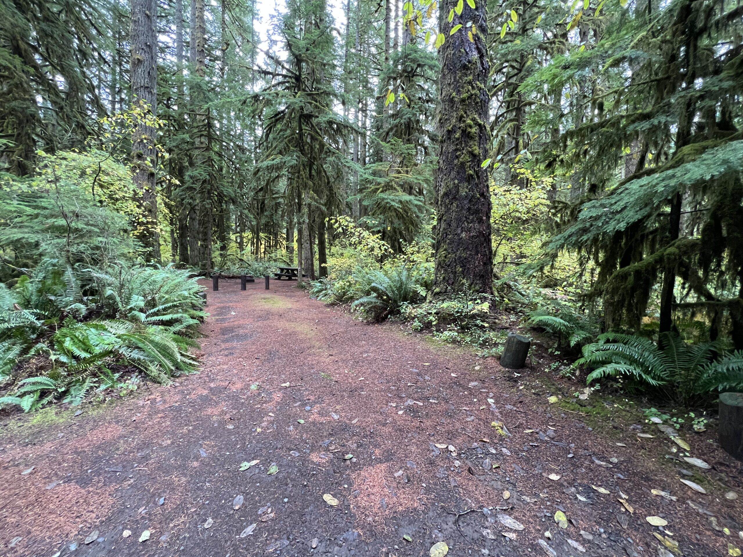 USFS Sweet Home Ranger District – Yukwah Campground | Linn County, OR