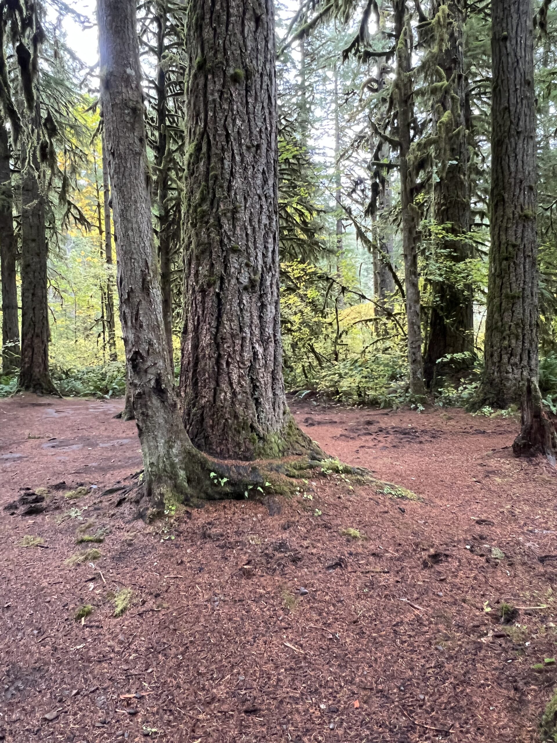 USFS Sweet Home Ranger District – Yukwah Campground | Linn County, OR