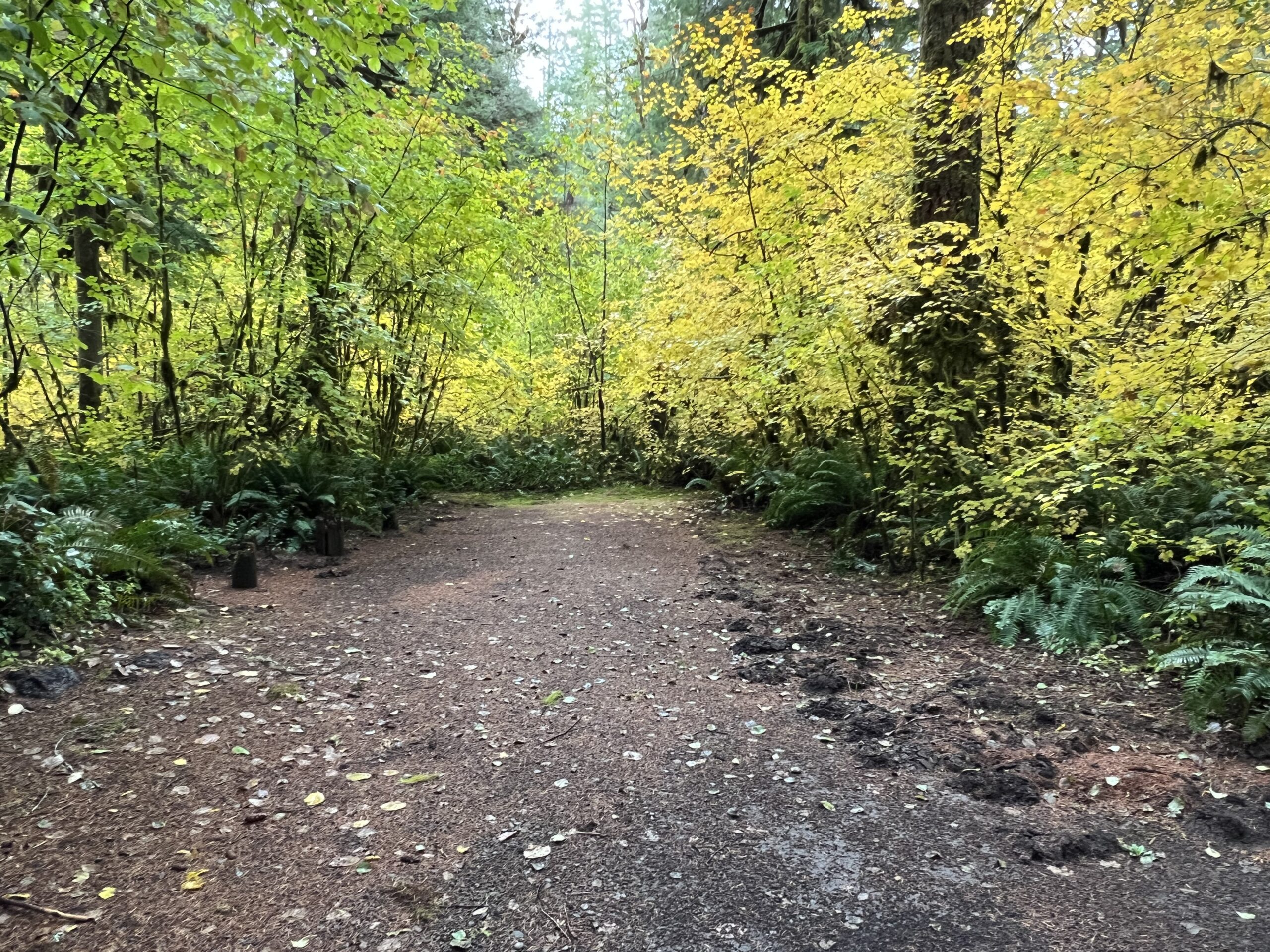 USFS Sweet Home Ranger District – Yukwah Campground | Linn County, OR