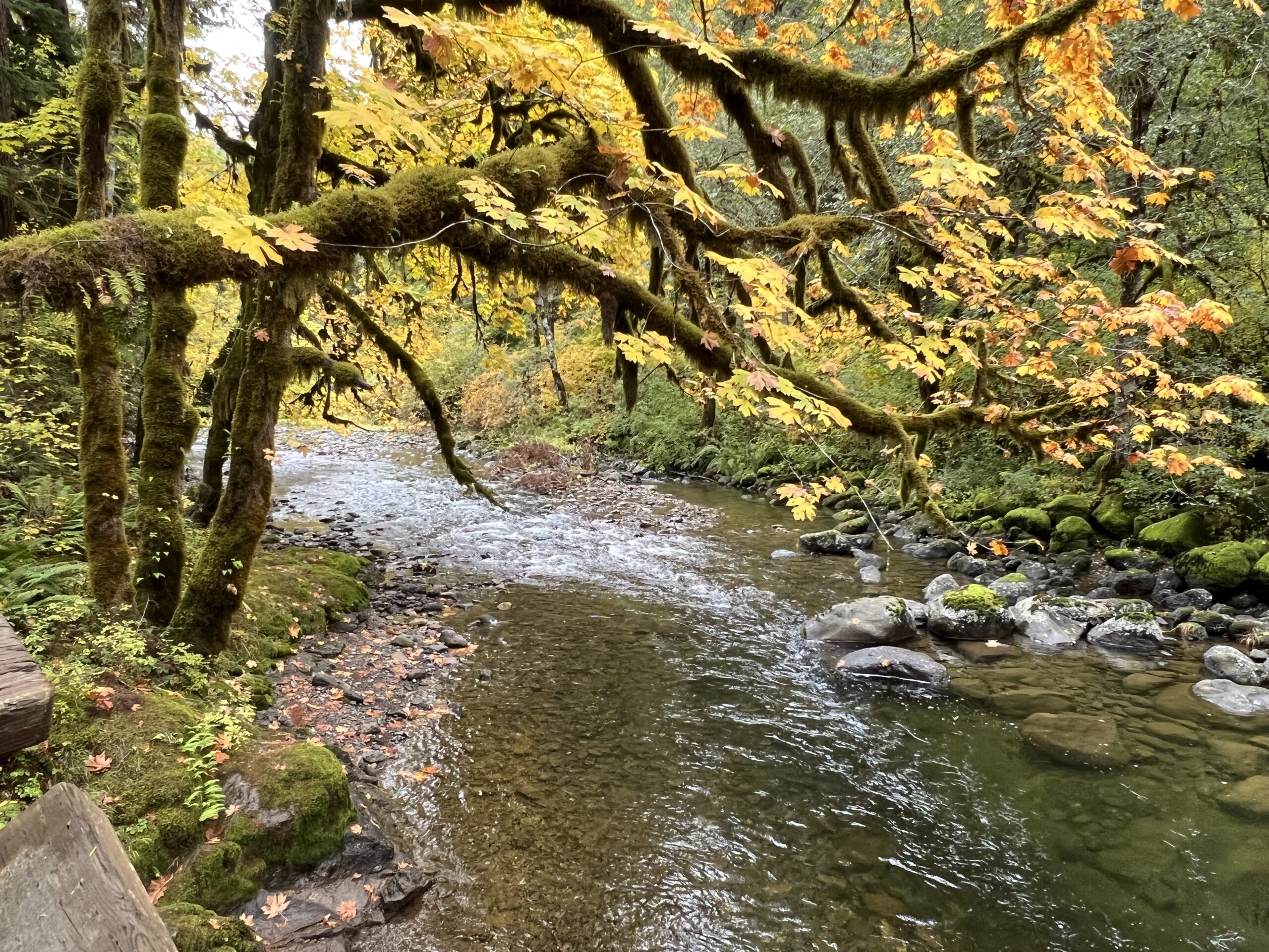 USFS Sweet Home Ranger District – Yukwah Campground | Linn County, OR